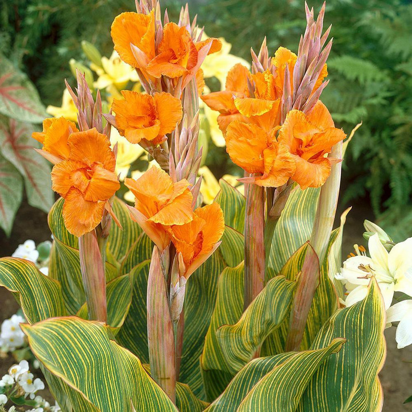 Canna plant store