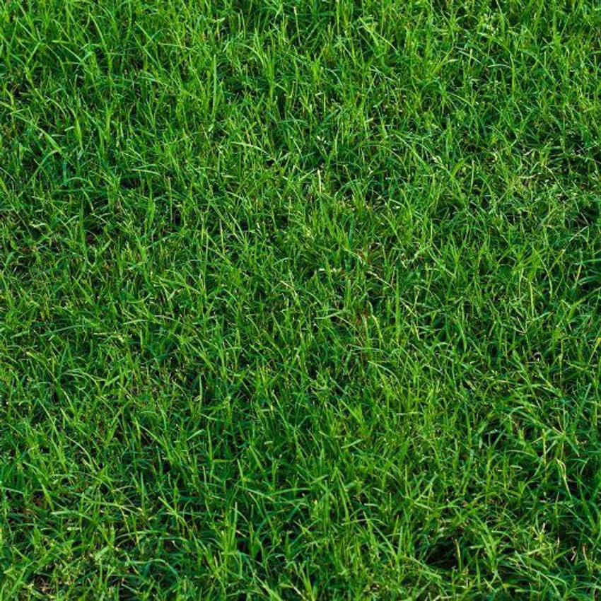 English lawn grass store