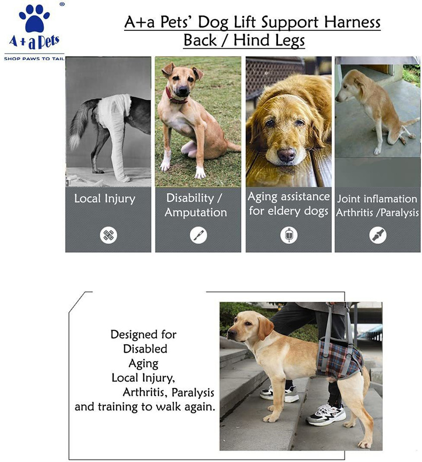 Pawfect Dog Clothing Guide: These Chic Dog Fashion Trends, 43% OFF