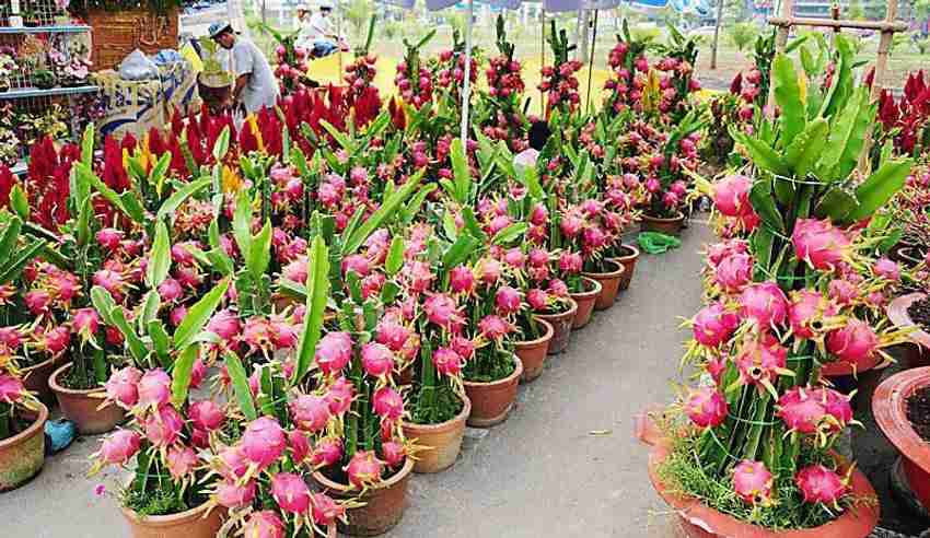 Baby Dragon Fruit Plant