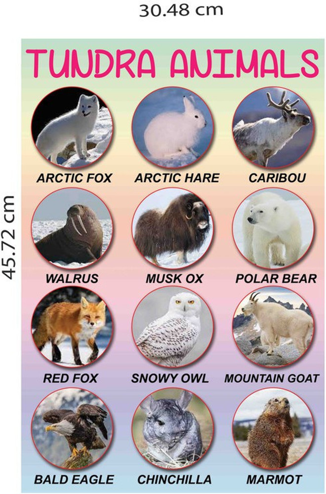 Tundra Animals List