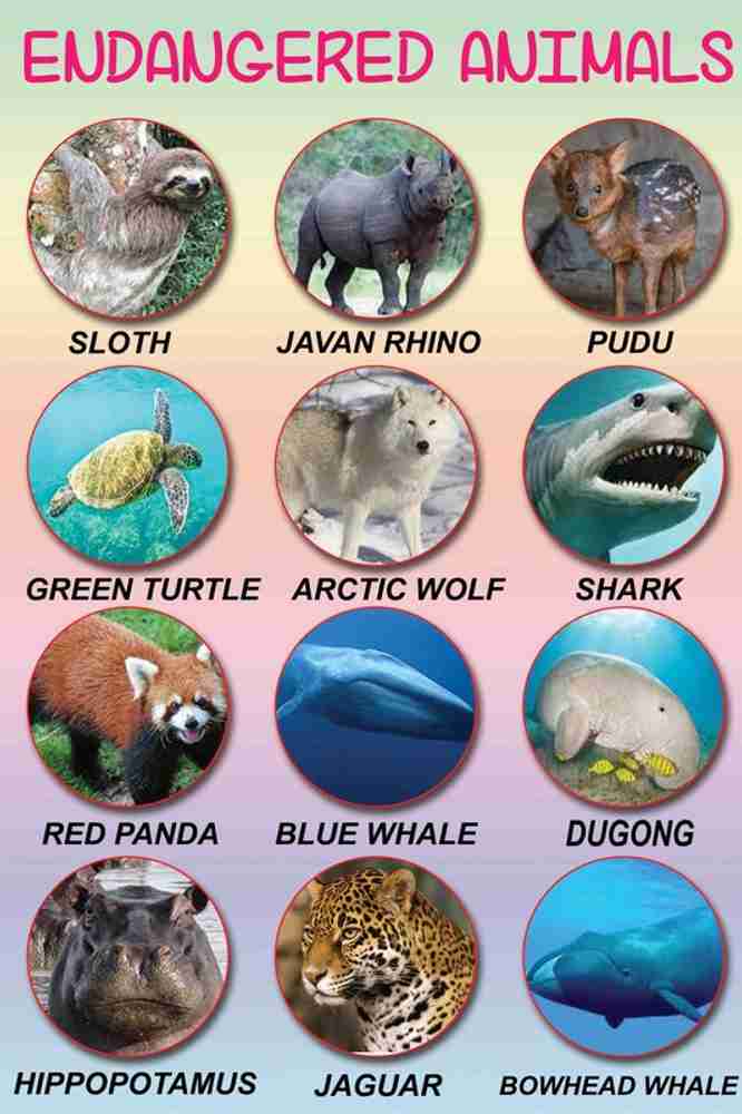 Endangered Animals Poster