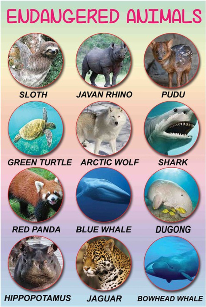 Endangered Species With Their Names