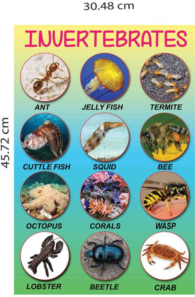 Vertebrates And Invertebrates Chart