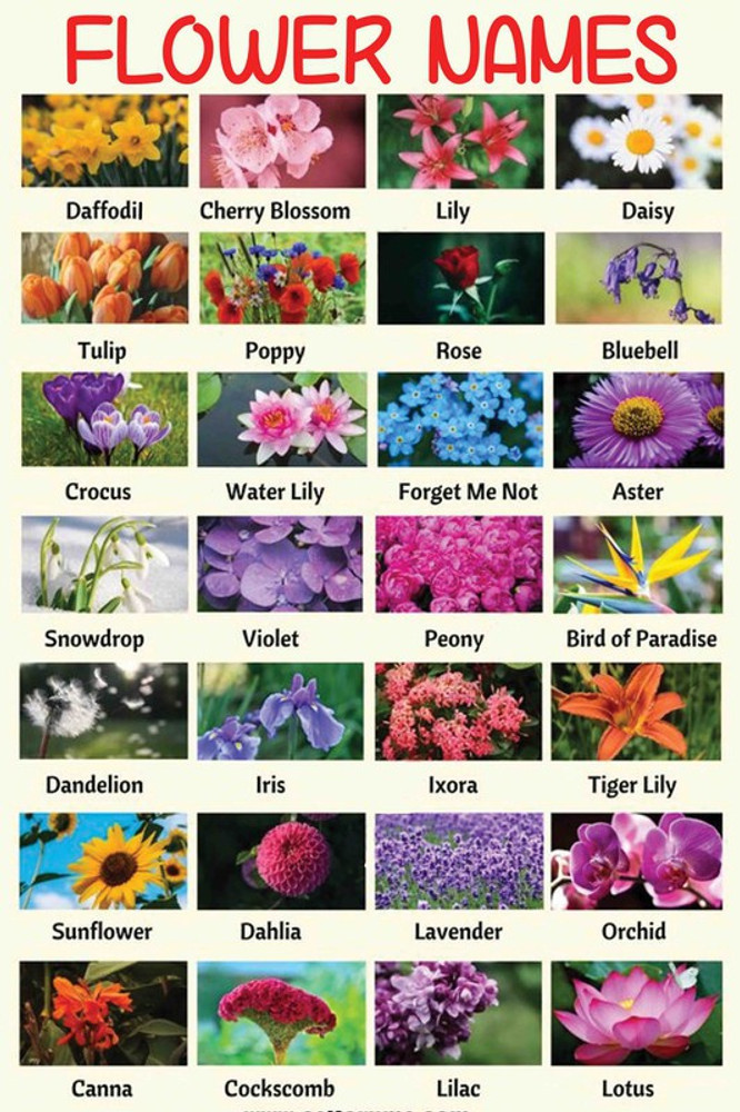 Names Of Flowers With Pictures For Kids Flower Names Starting With M