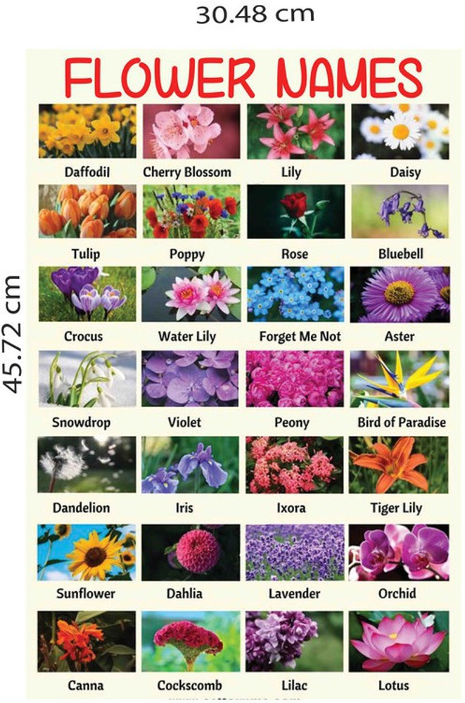 Types Of Flowers Chart