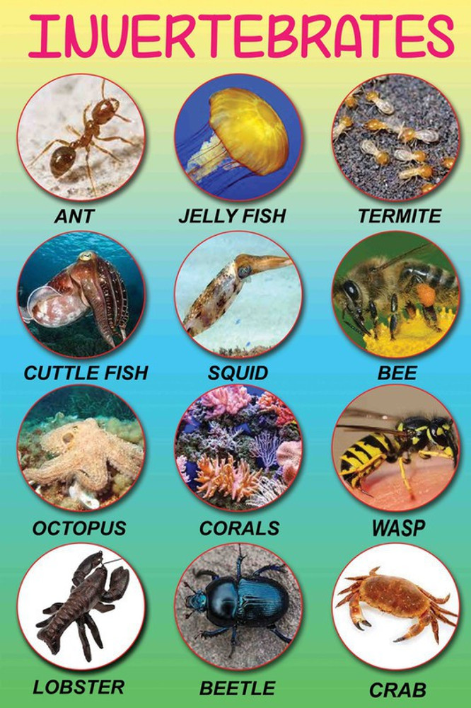 Vertebrates And Invertebrates Chart