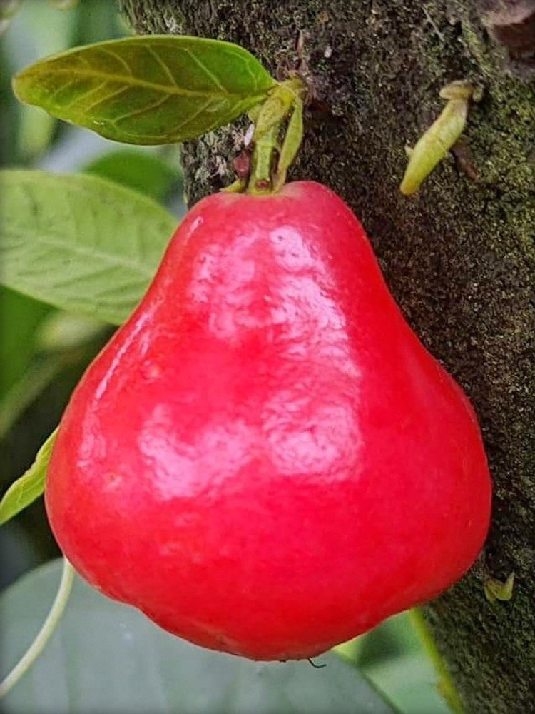 Red Jambul Fruit