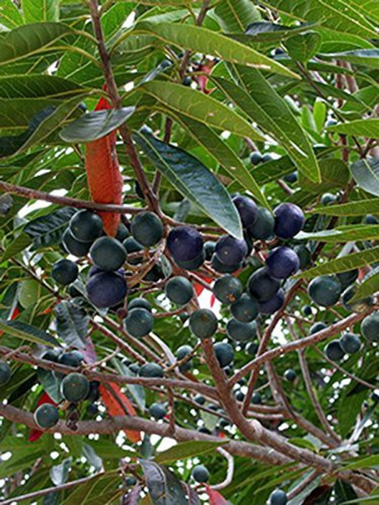 LYRS Organic Rudraksha Tree Seed 15 SEED Seed Price in India Buy LYRS Organic Rudraksha Tree Seed 15 SEED Seed online at Flipkart