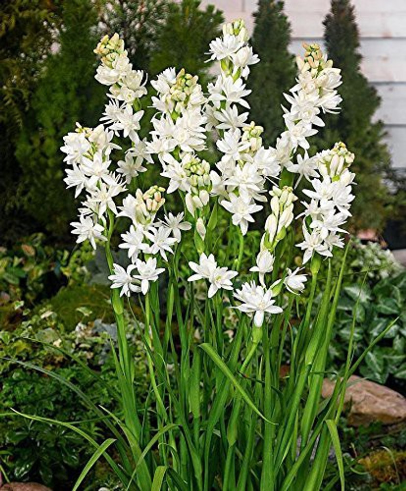 Rajnigandha Flower In English | Best Flower Site