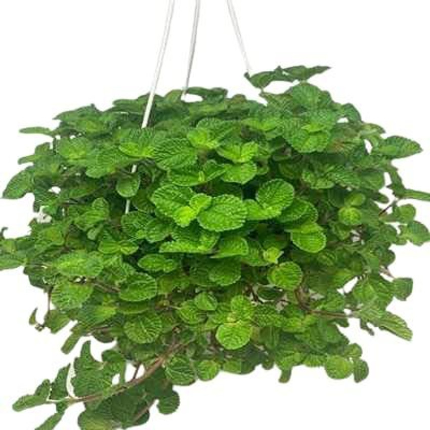 Creeping Charlie Plant