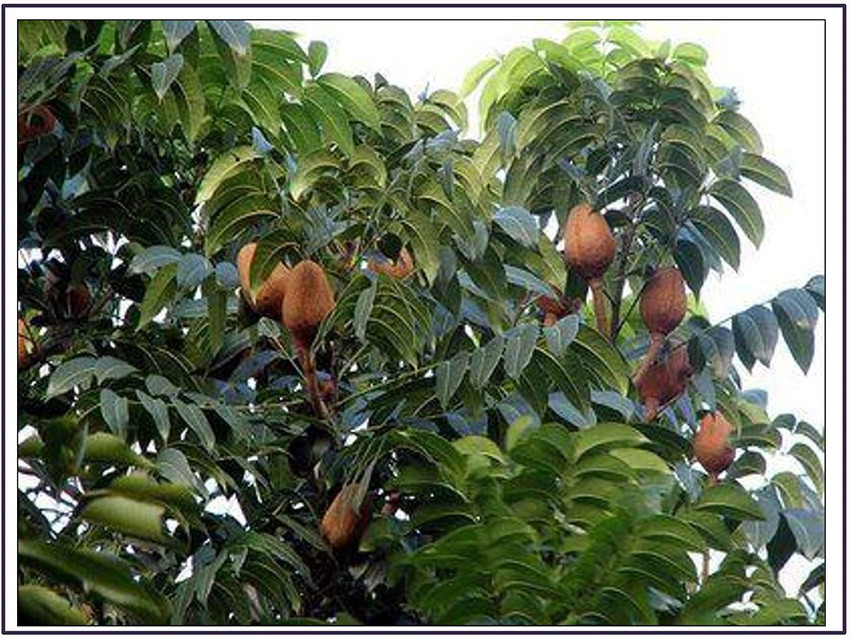 Indian Mahogany Tree Mahogany Students | Britannica Kids | Homework