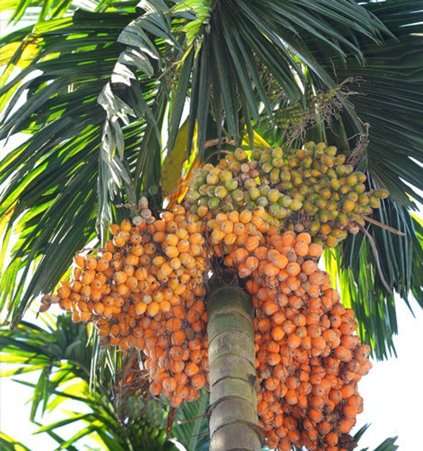 Betel Nut Tree