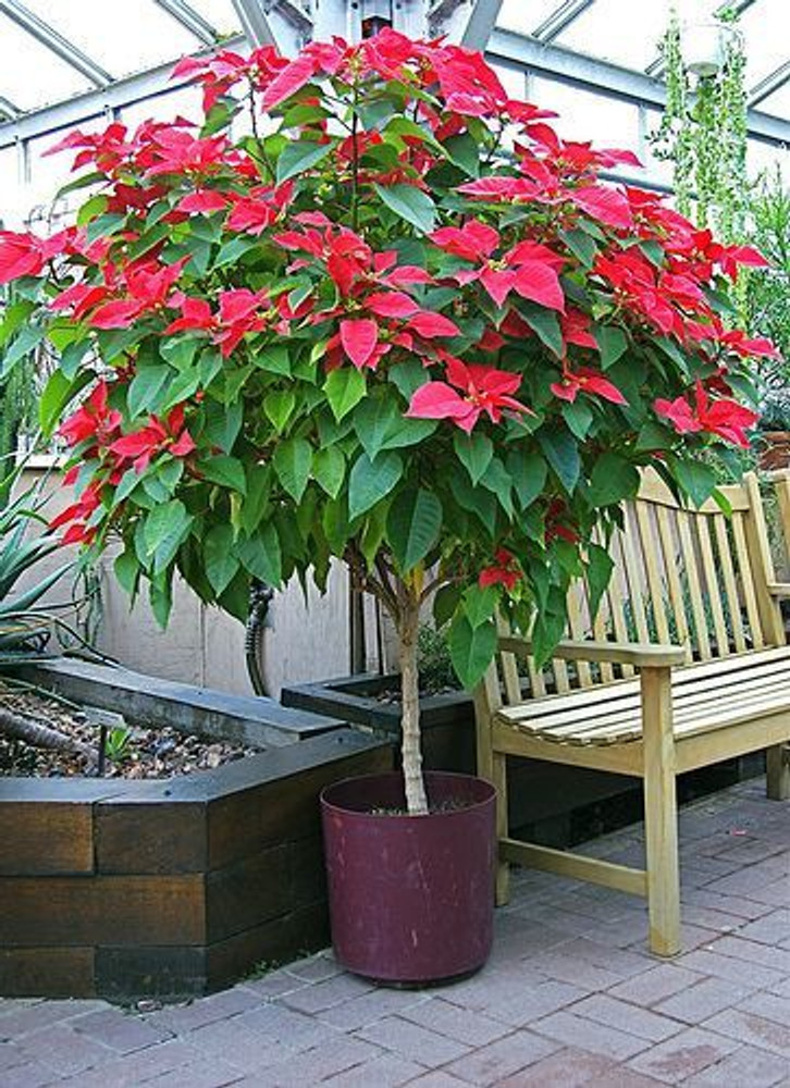 My Dream Nursery Poinsettia Plant