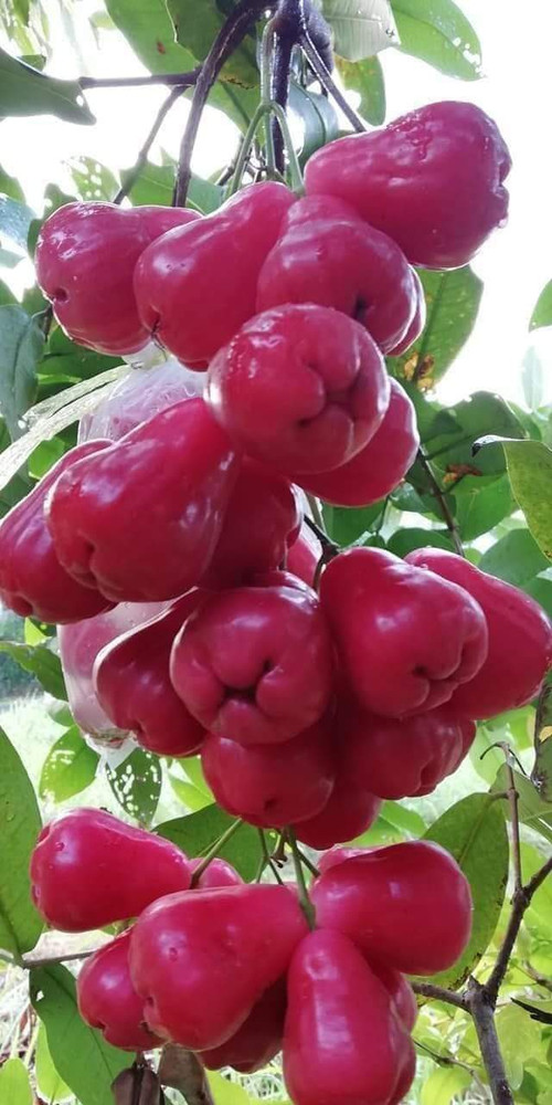 Red Jambul Fruit