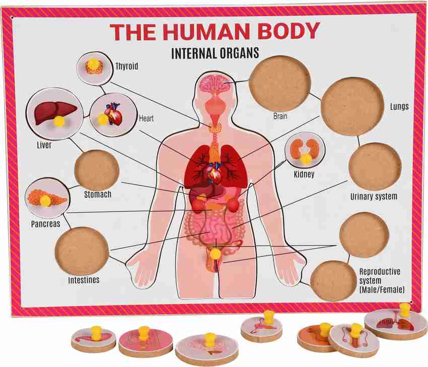 Internal Parts Of Human Body