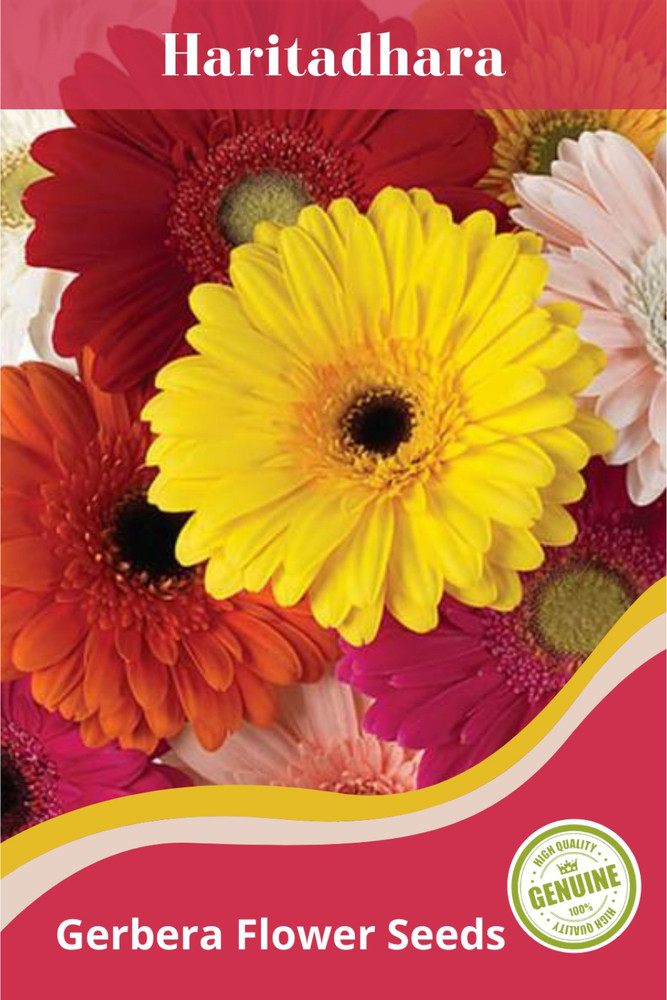Gerbera Flower Seeds In India | Best Flower Site