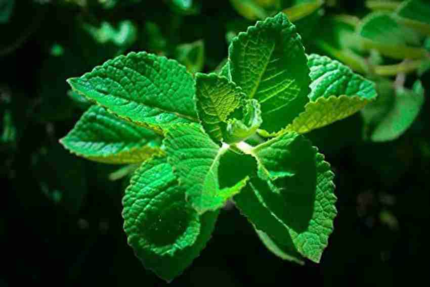 Mexican Mint