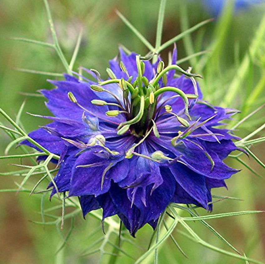 Kala Jeera Plant