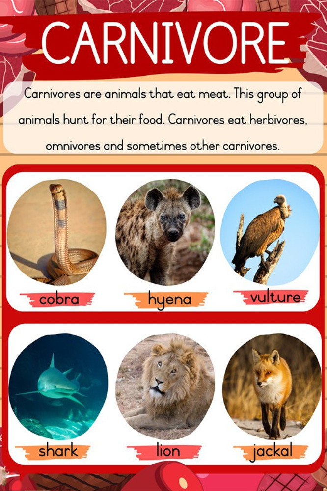 Carnivorous Animals Chart