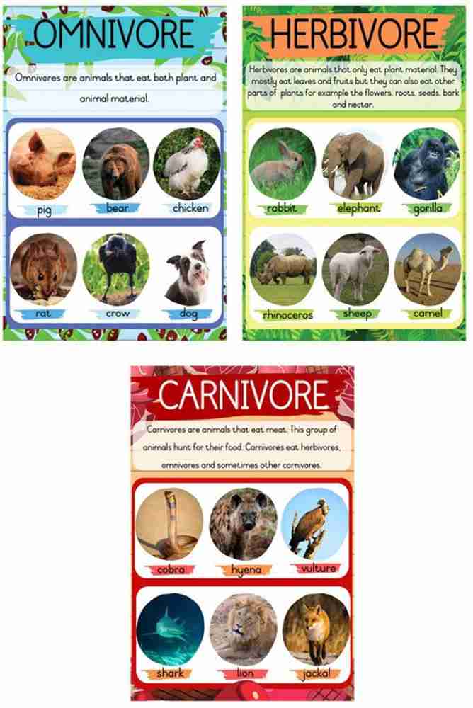 Omnivore Animals Chart