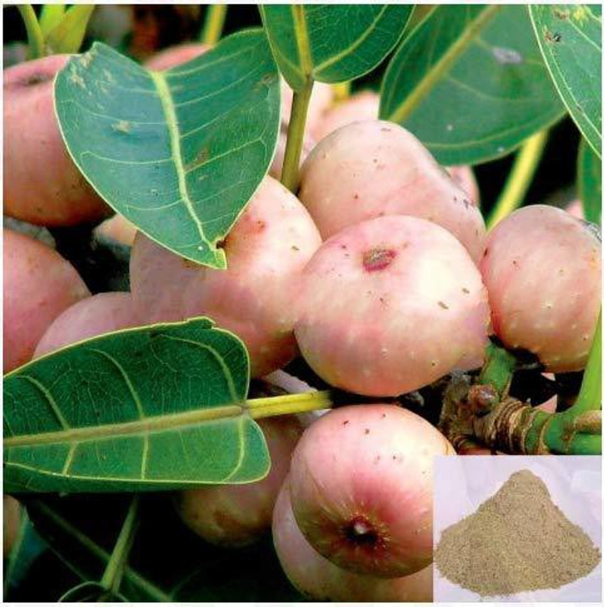 Peepal Tree Fruit