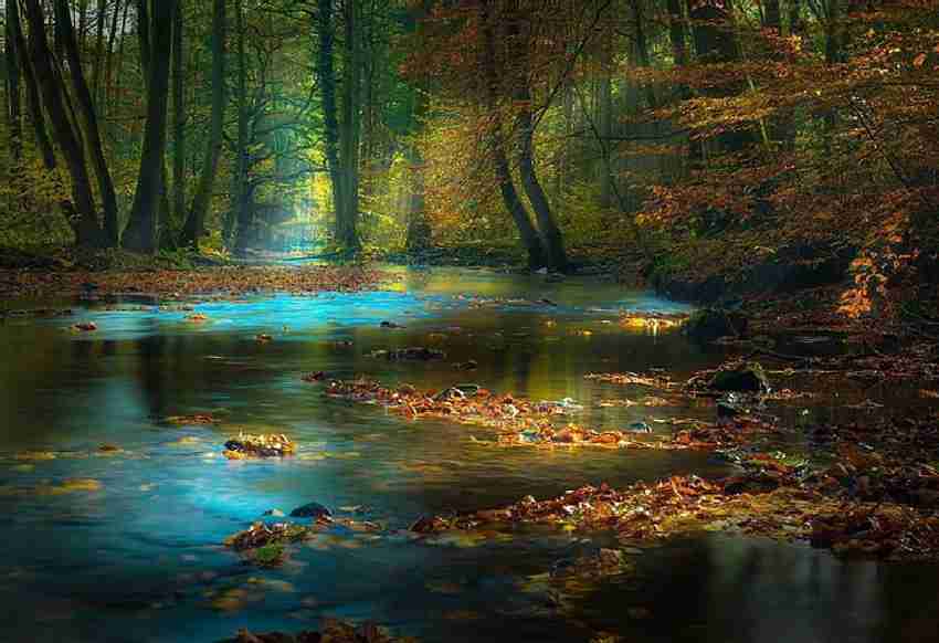 Nature Wallpaper Forest River