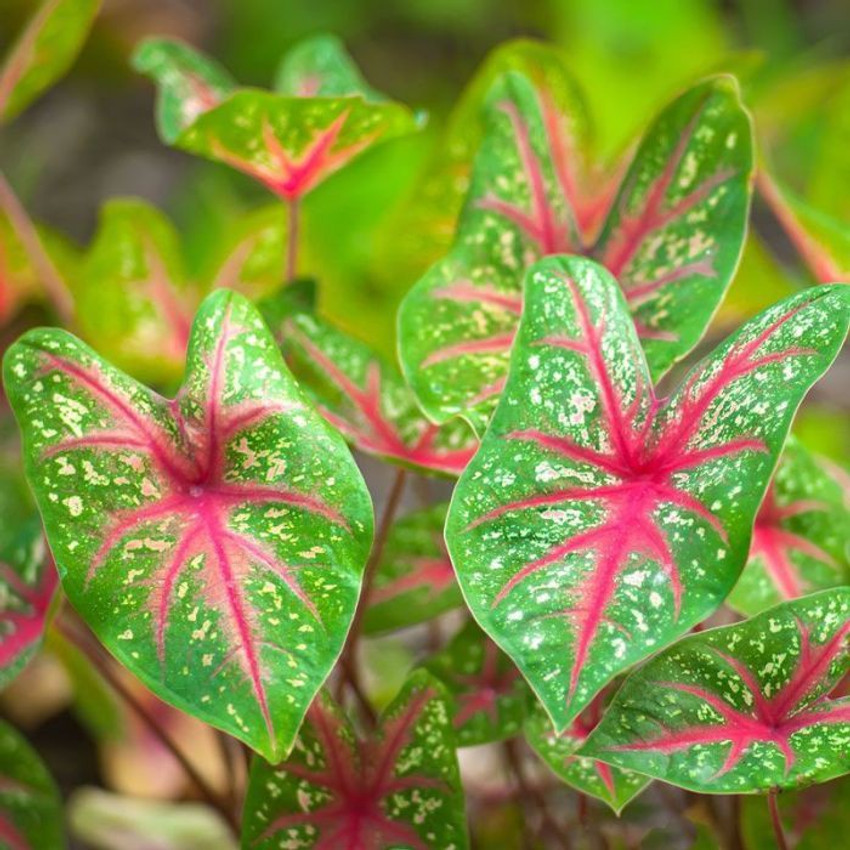 Caladium Bulbs
