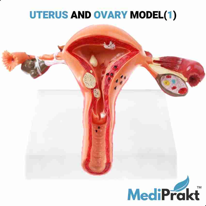 Ovary Model