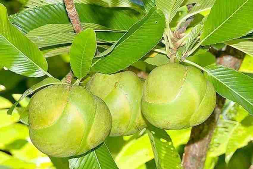 Greenery Nursery Elephant Apple Plant Price in India Buy Greenery Nursery Elephant Apple Plant online at Flipkart