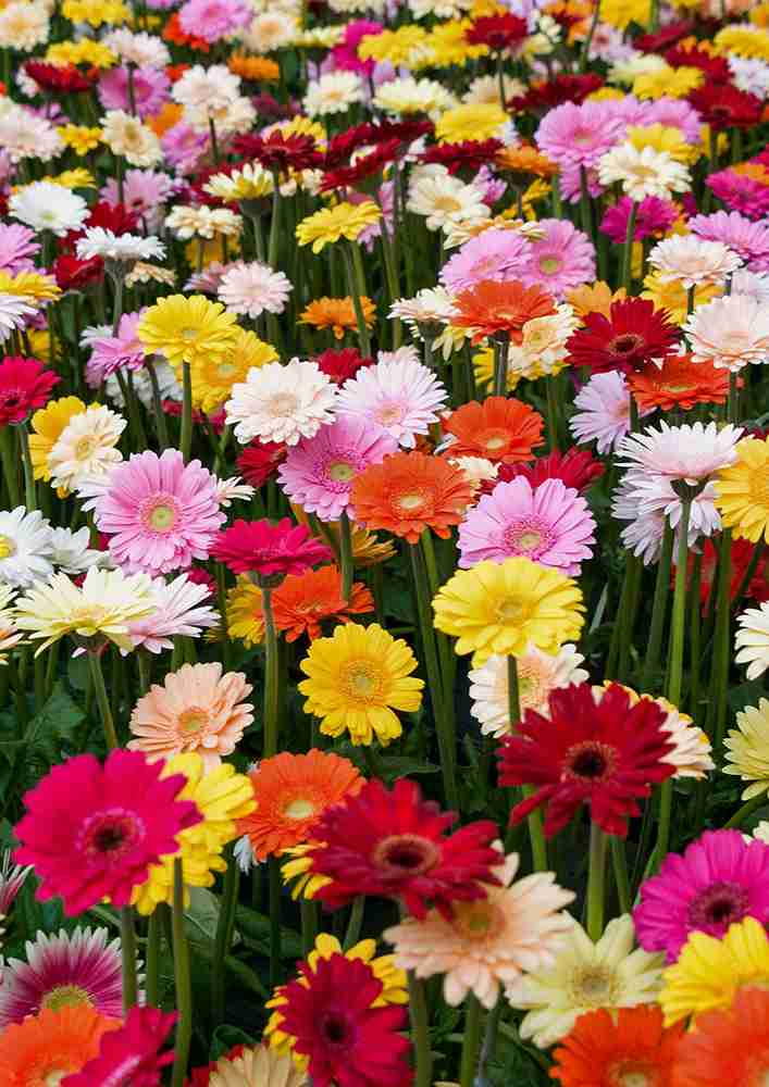 Gerbera Flower Farming | Best Flower Site