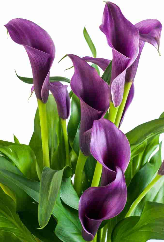 Flower Calla Lily Purple