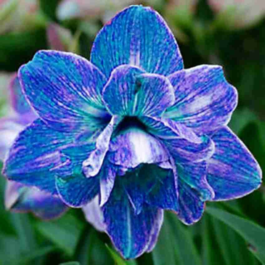 Blue Amaryllis Flowers