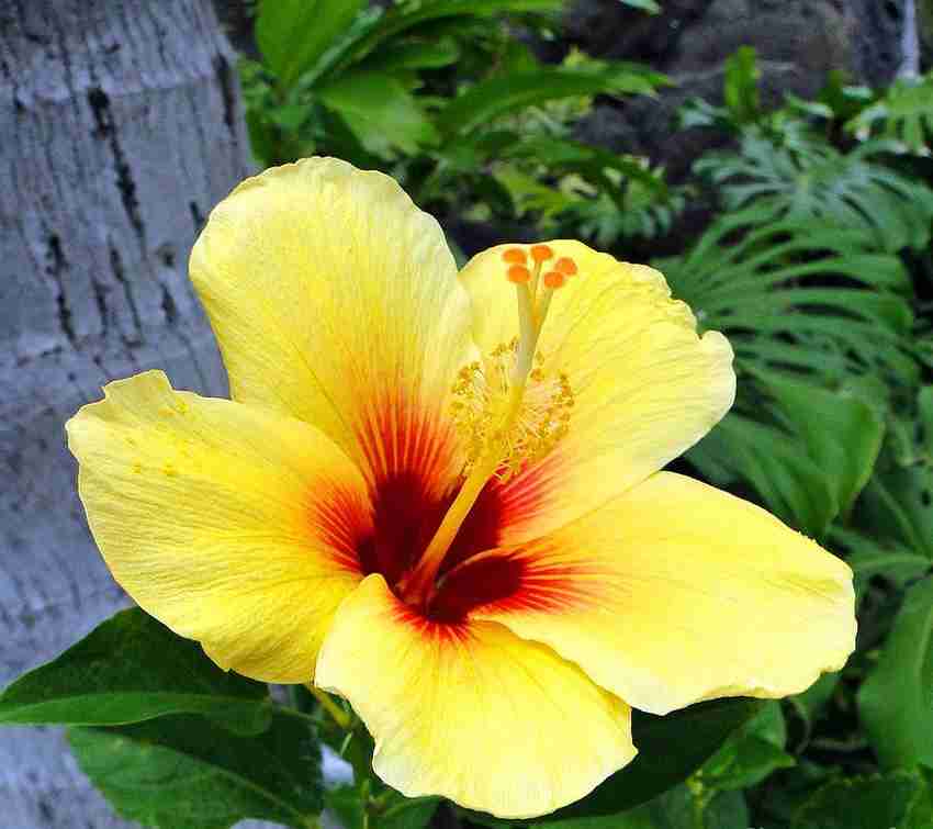 Yellow Hibiscus State Flower Of Hawaii | Best Flower Site