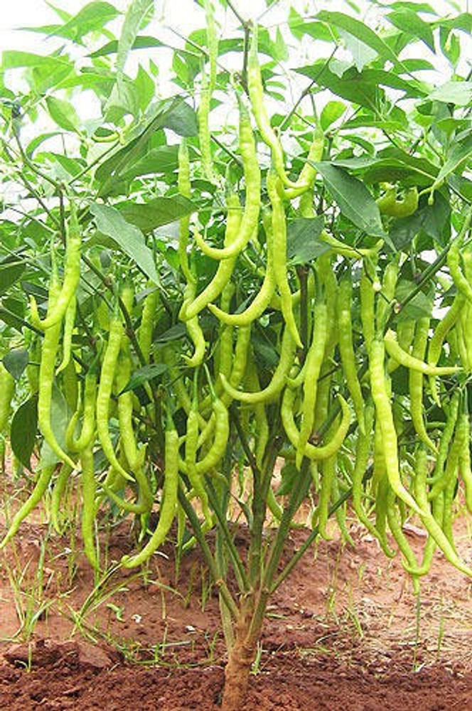 Green Chilli Tree