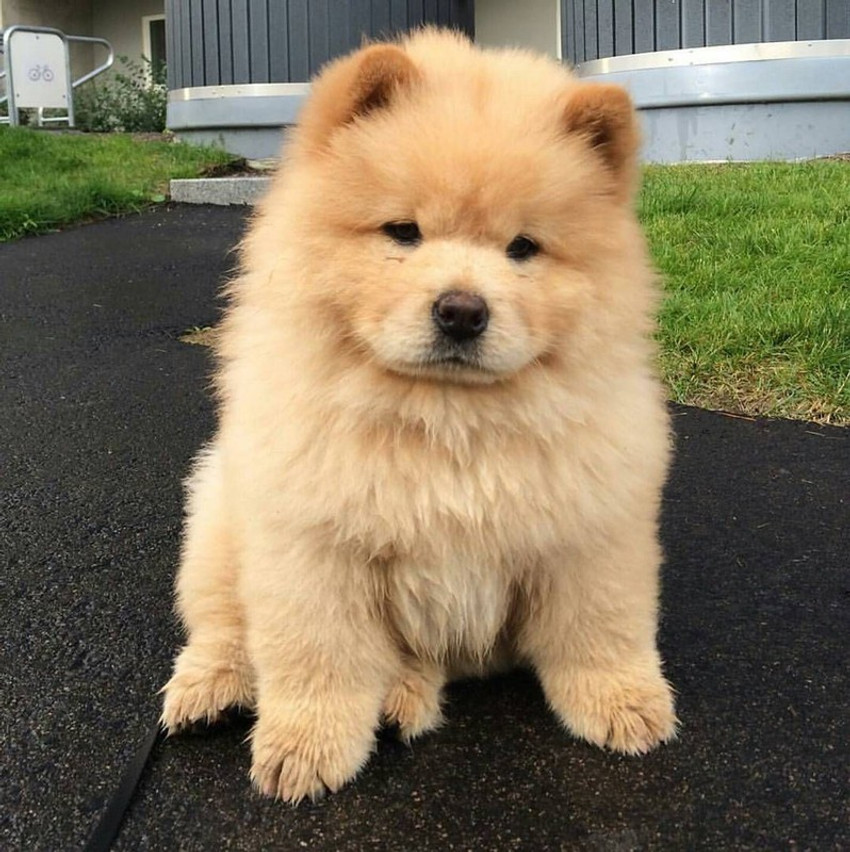 Cute Chow Chow Dogs