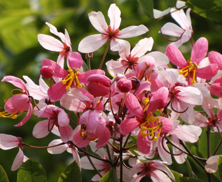 Pink Shower Tree Cassia Javanica