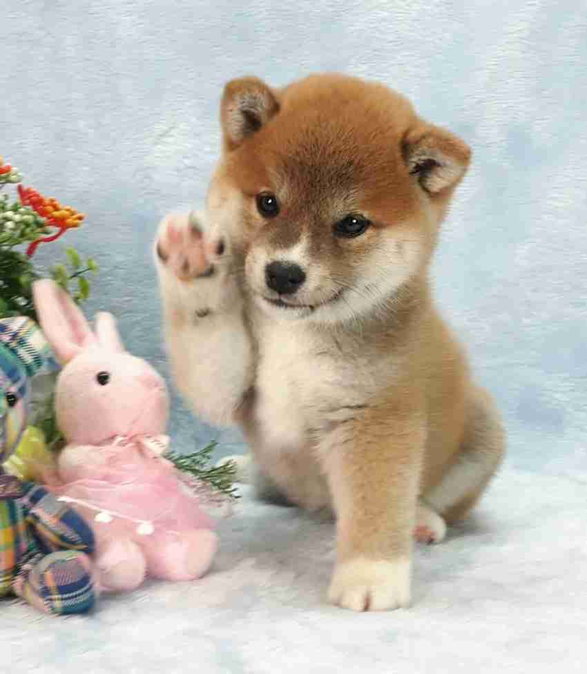 Cute Shiba Puppies