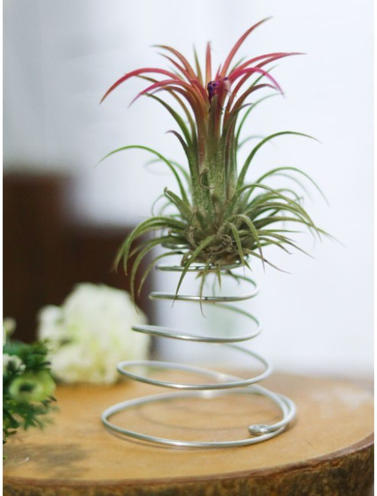 Greenwex Tillandsia Ionantha Air Plant Price in India