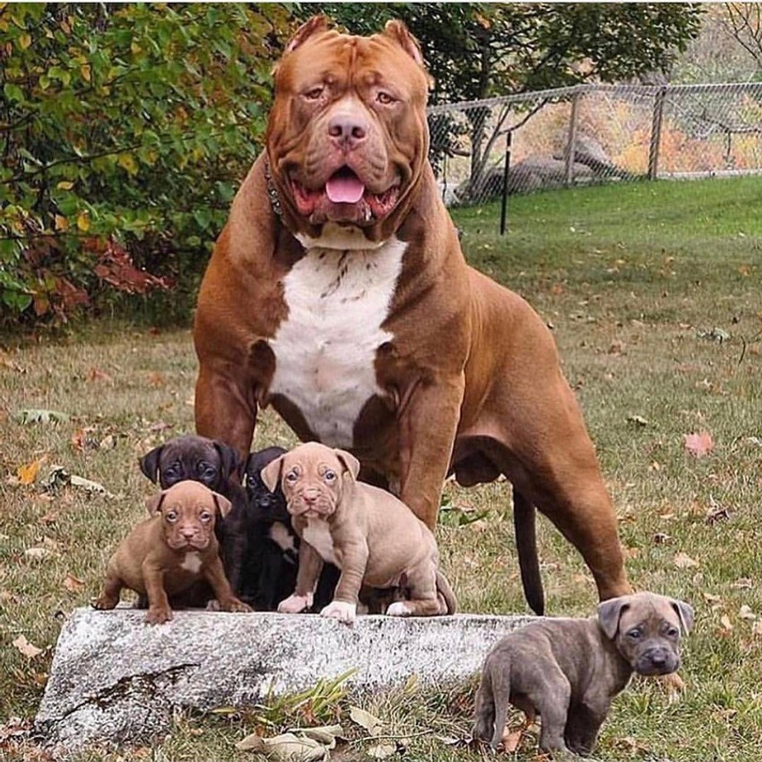 Cute American Pitbull Puppies