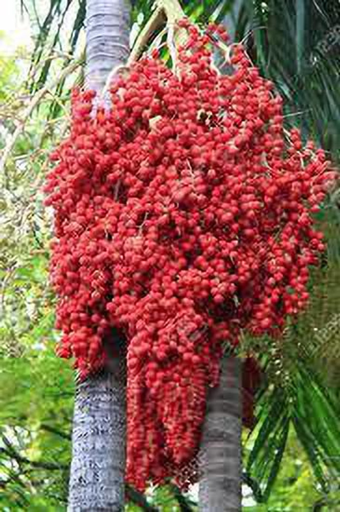 Red Areca Nut Low Price Of Areca Nut Leads To Delayed Harvesting In