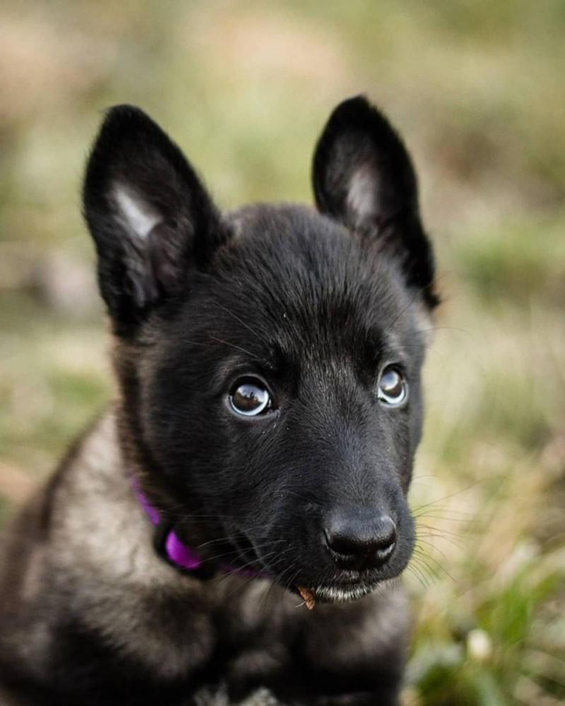 Cute Belgian Malinois Puppies