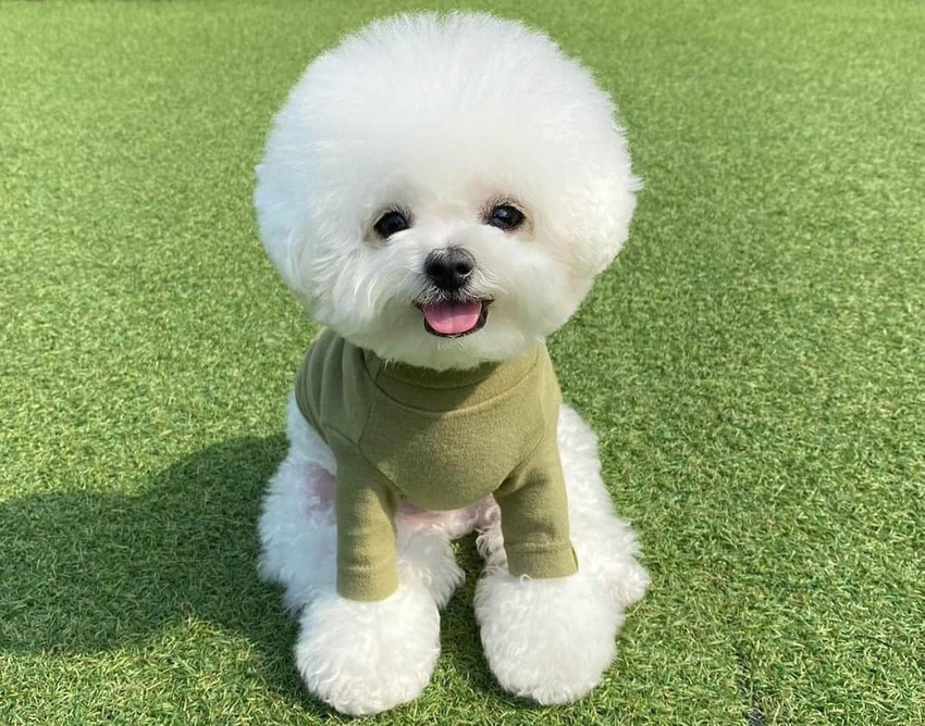 Cute Bichon Frise Puppies