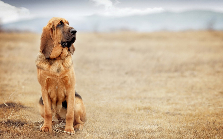 Cute Bloodhound Puppy