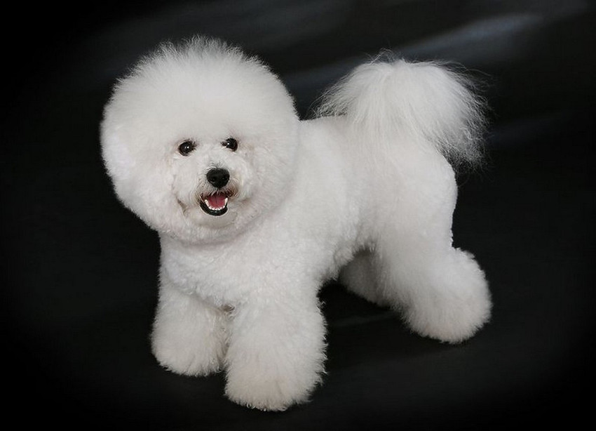 Bichon Frise Panda Cut