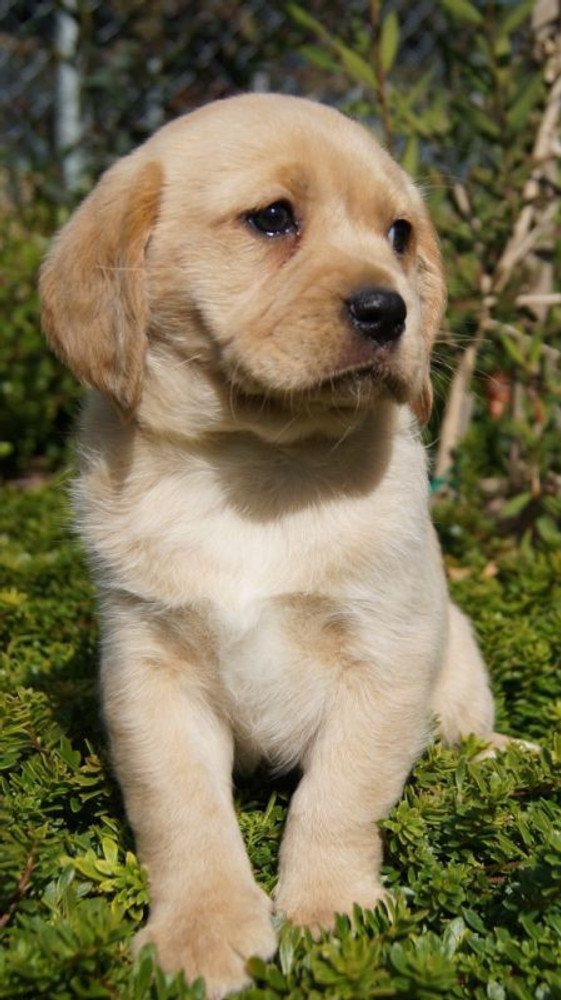 Cavador Dogs