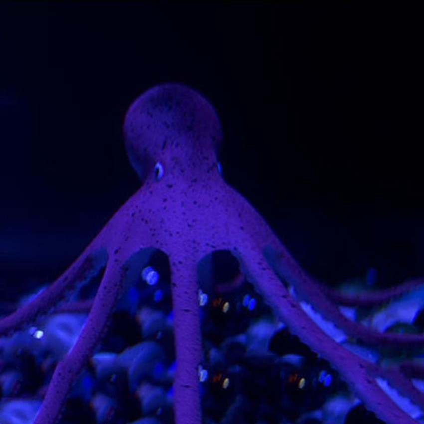 Glow Octopus