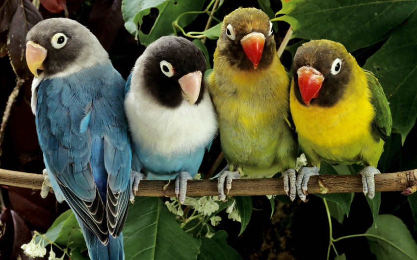 Lovebirds ANIMALS BIRDA ON FINE ART PAPER HD QUALITY WALLPAPER POSTER Fine Art Print