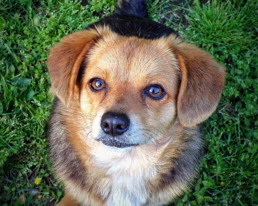 Beagle Pomeranian Mix