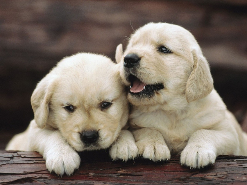 Dogs Cute Dog Wallpaper 200+] Cute Puppy Wallpapers | Wallpapers.com